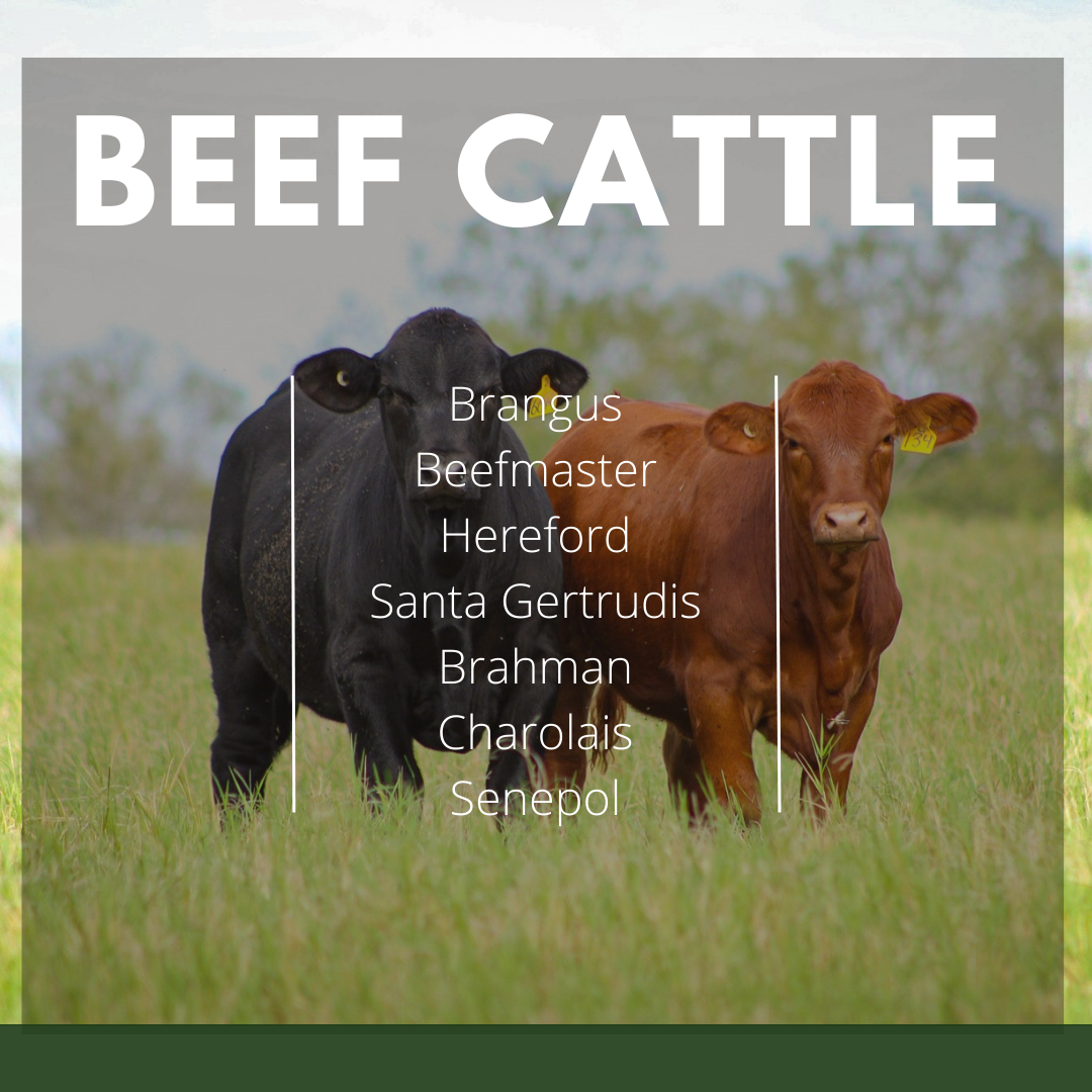 Beef Cattle
