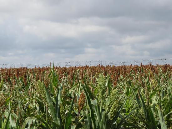 Texas Sorghum